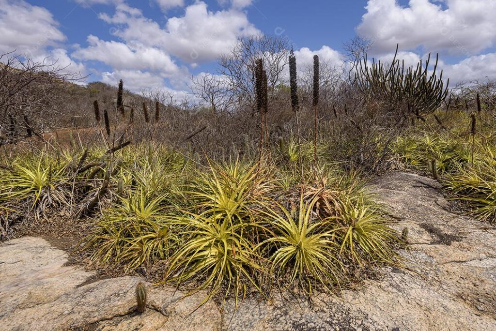 🌵 Caatinga: Plantas que Alimentam e Curam - Ceará Selvagem