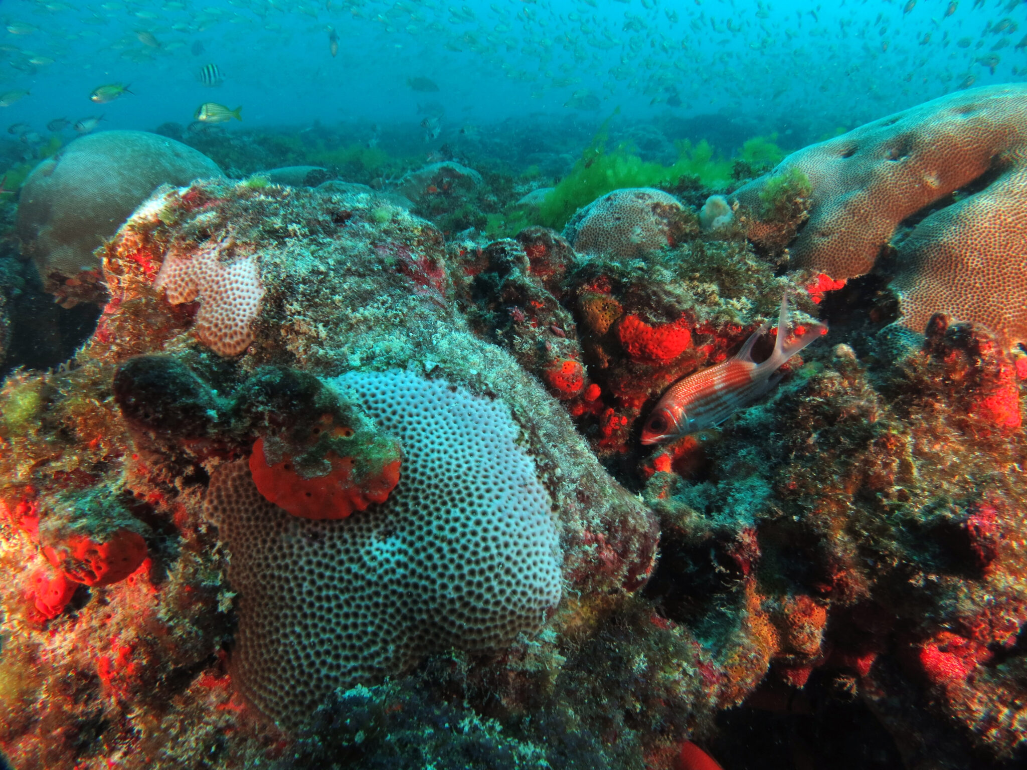 Parque Estadual Marinho da Pedra da Risca do Meio - Ceará Selvagem